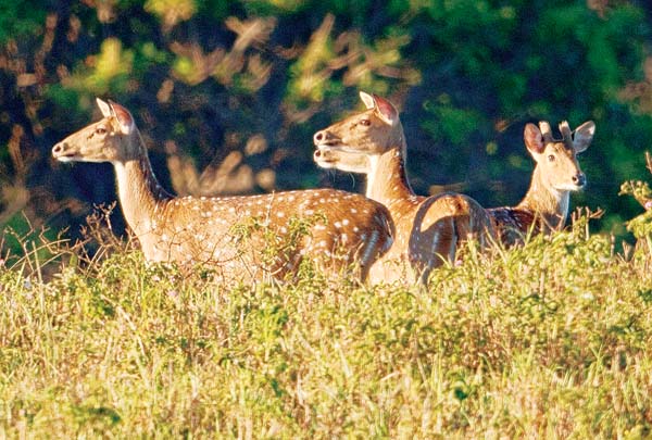 Lanai deer, sheep hunting applications open next month | News, Sports ...